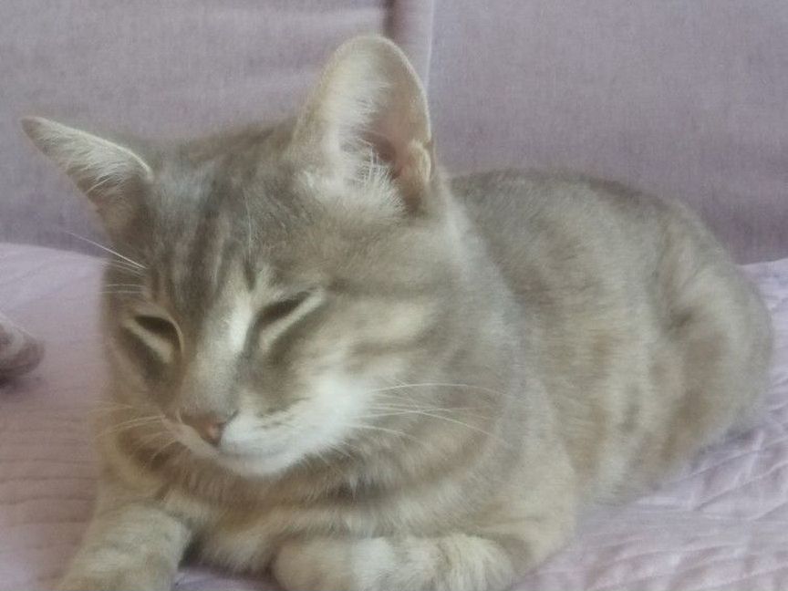Кот Смоки