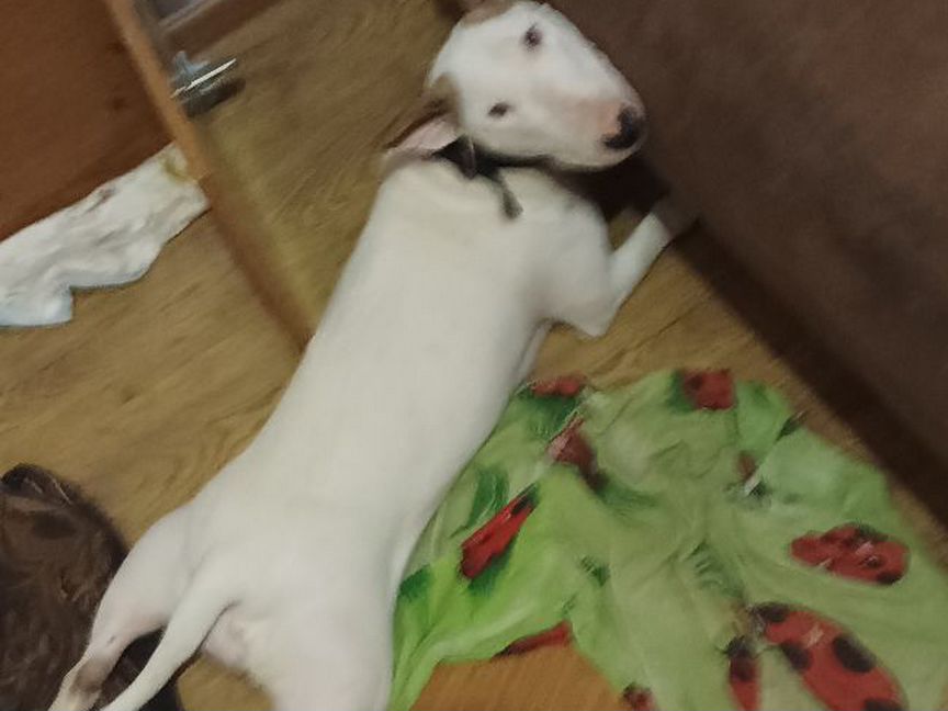 Девочка бультерьер в добрые руки