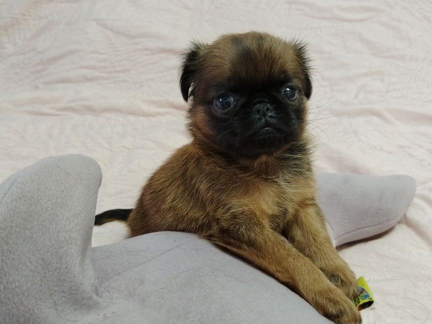 Щенки брюссельского гриффона