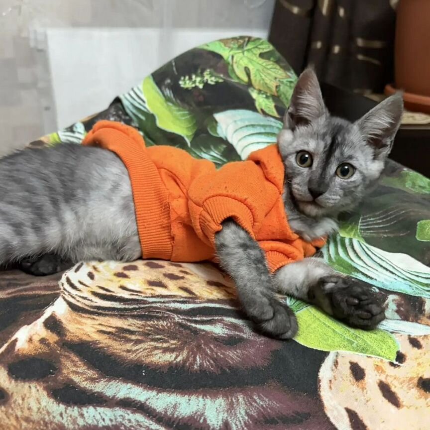 Котёнок в добрые руки