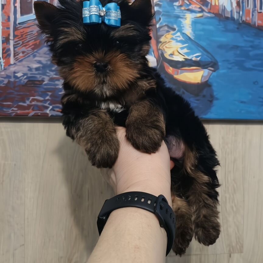 Йоркширский терьер, щенок