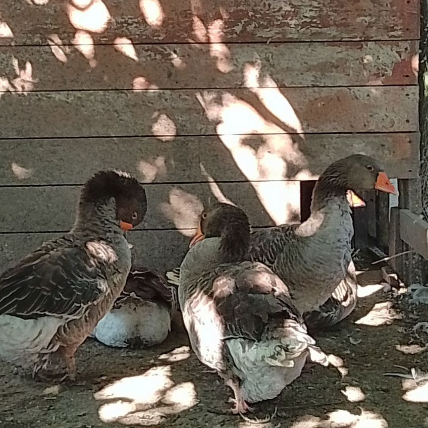 Гусь Крупный- серый