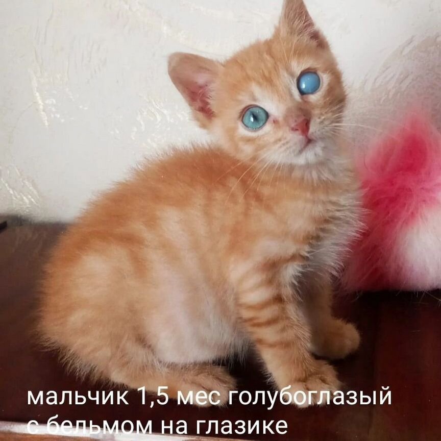 Котята в добрые руки