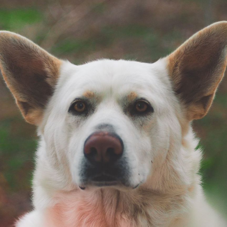 Собака бесплатно