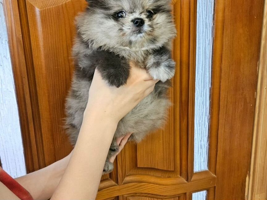 Щенки шпица