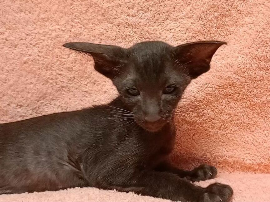 Ориентальный кот