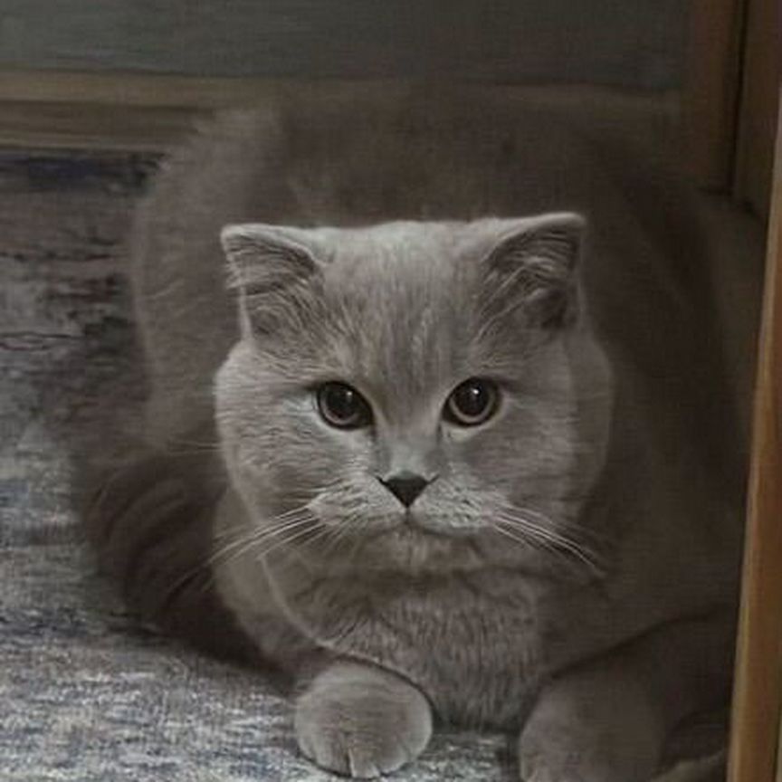 Щотландские котята