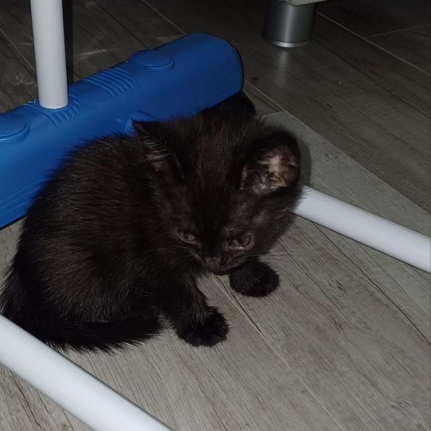 Котята в добрые руки приучены к лотку