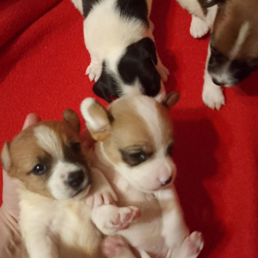 Джек рассел терьер (к нг и готовые)