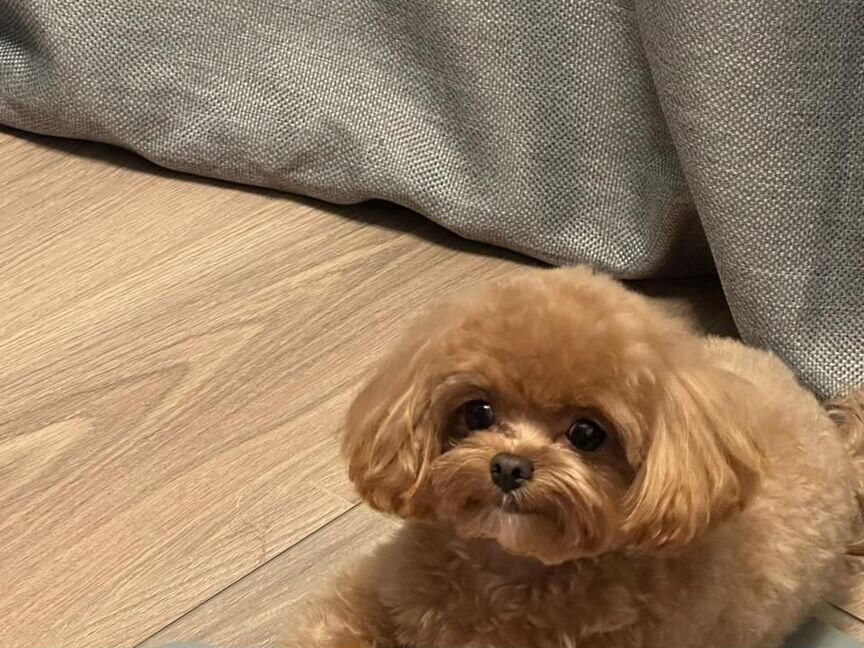 Мальтипу жених ищет невесту