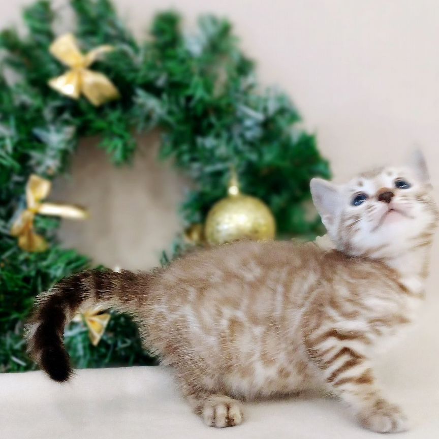 Бенгальские котята