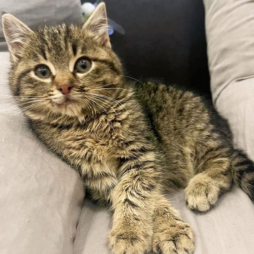 Котенок в добрые руки