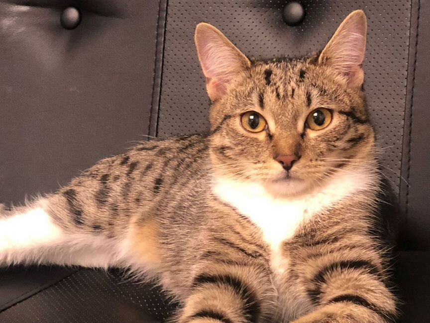 Молодой котик 8 месяцев в добрые руки