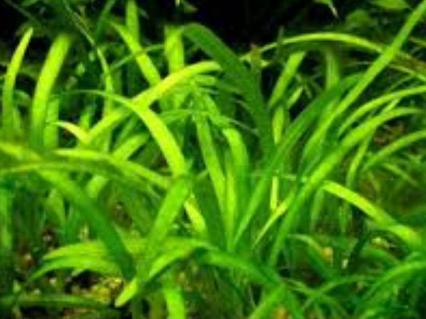 Аквариумное растение сагитария