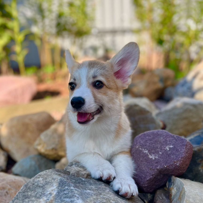 Вельш-корги пемброк щенки