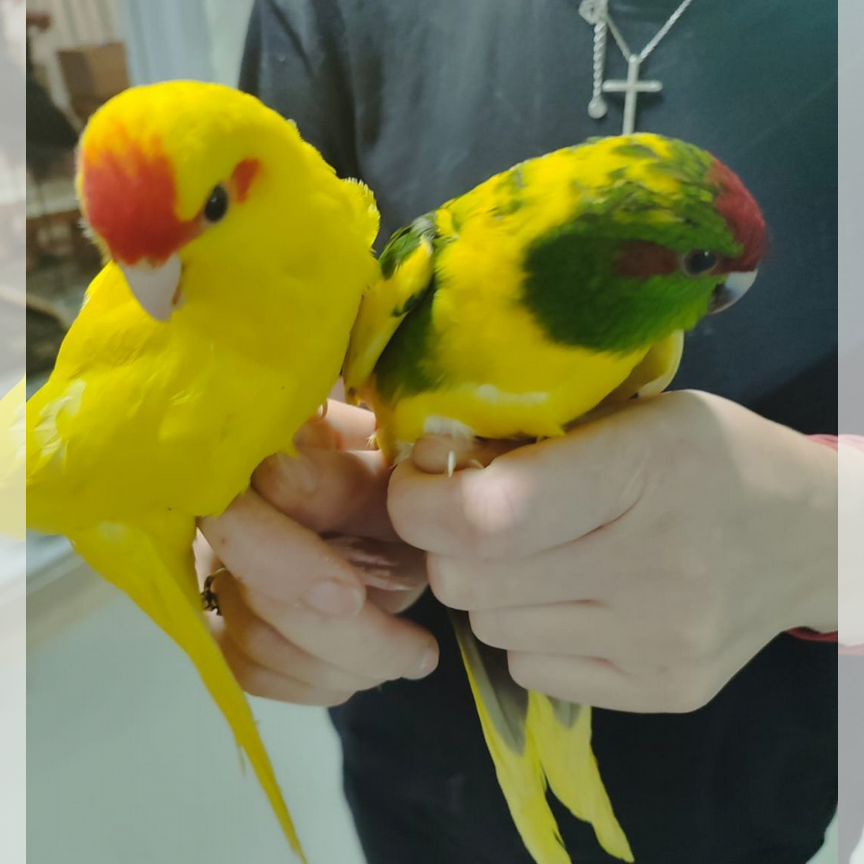 Попугай какарик выкормыш