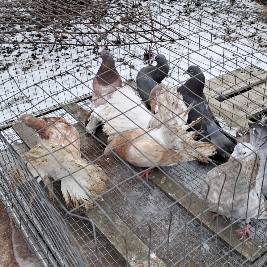 Голуби павлины