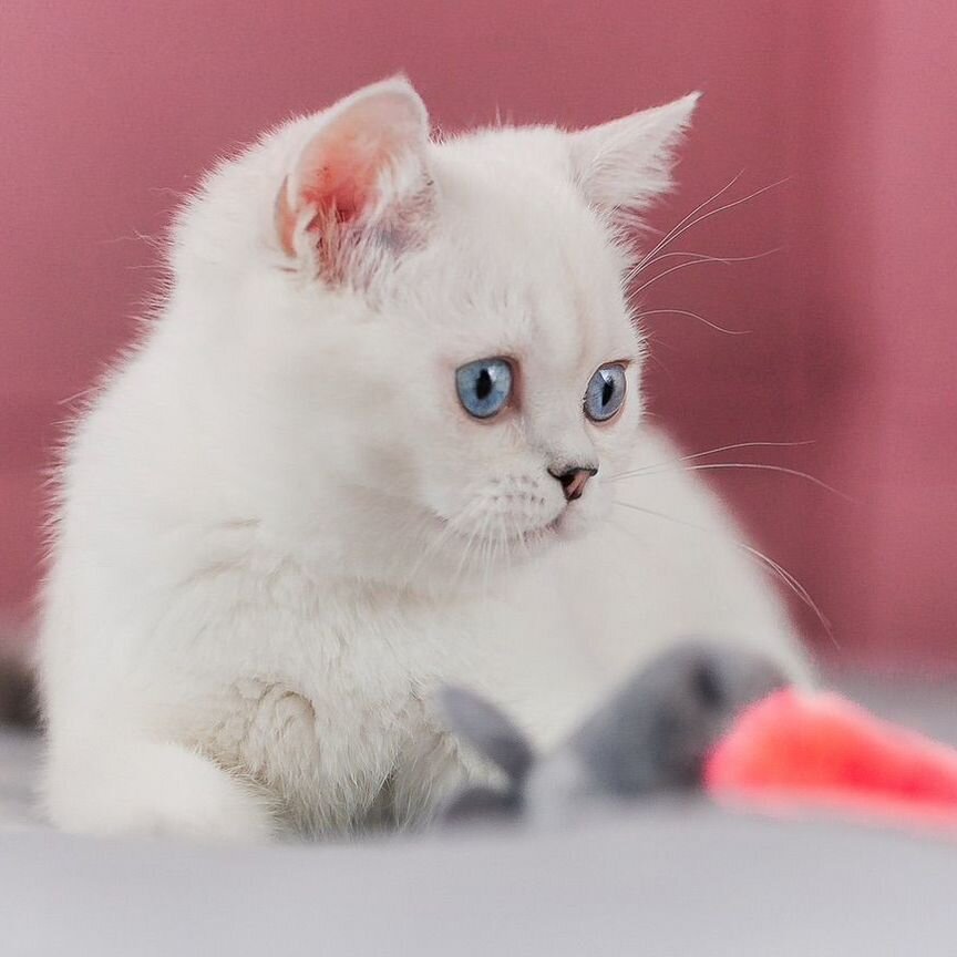 Скоттишь страйт