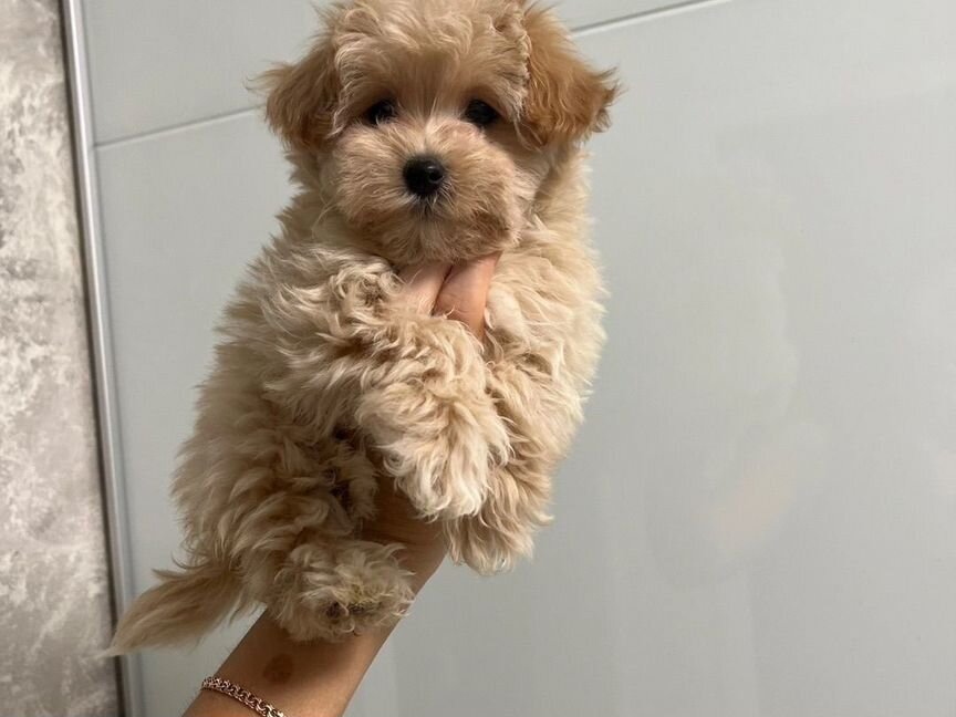 Мальтипу ф1 девочка карамелька