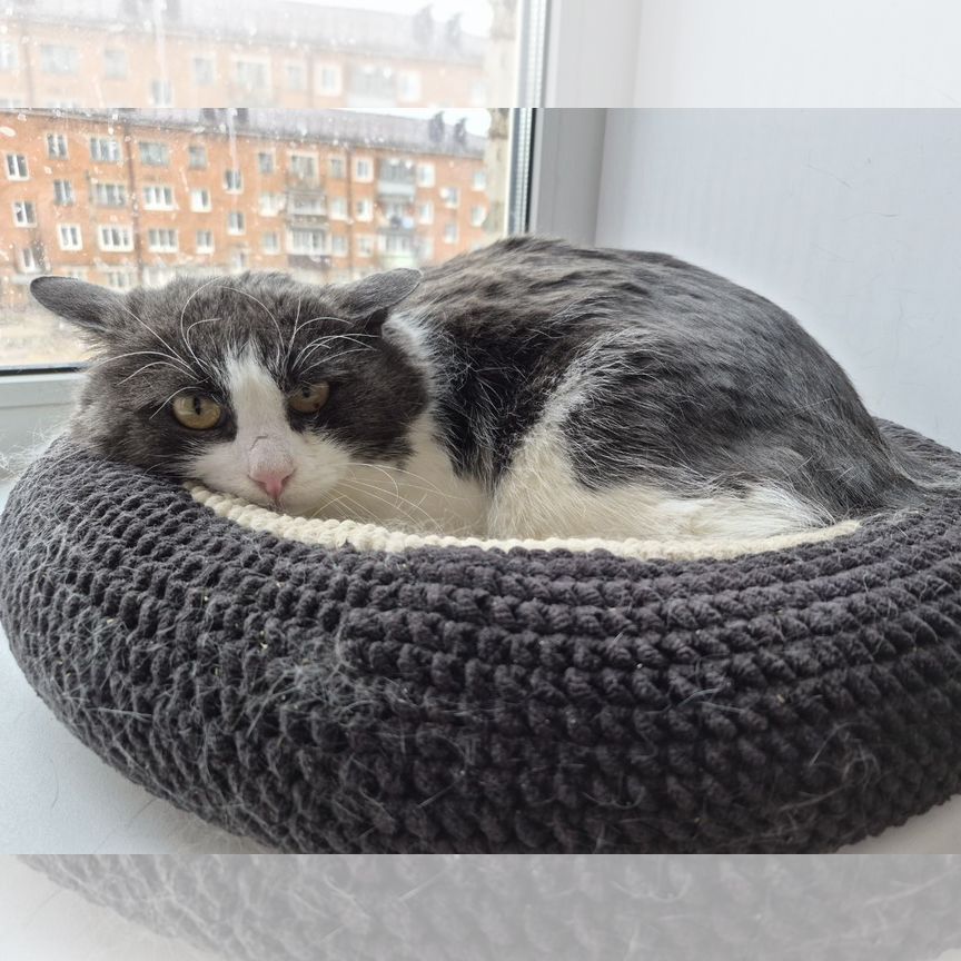 Взрослый кот в добрые руки