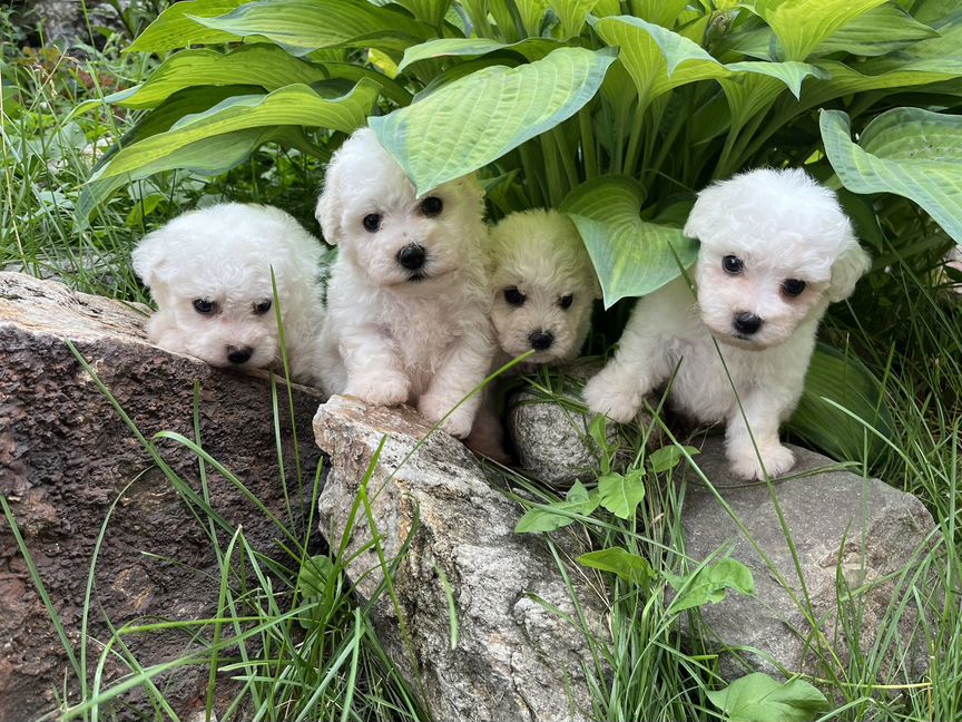 Щенки бишон фризе