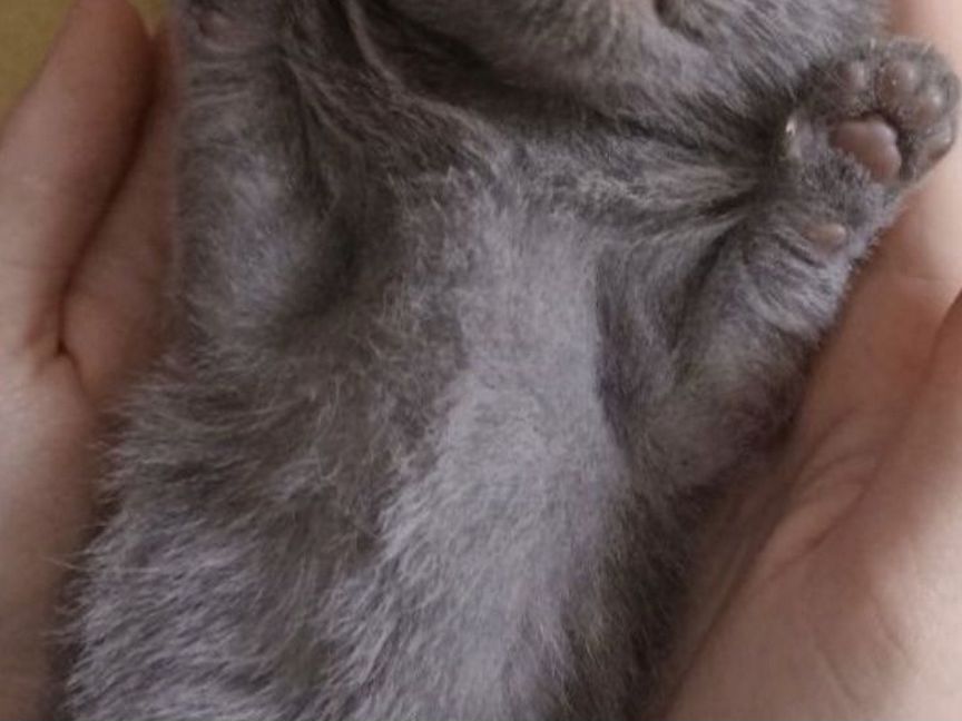 Кошка британская