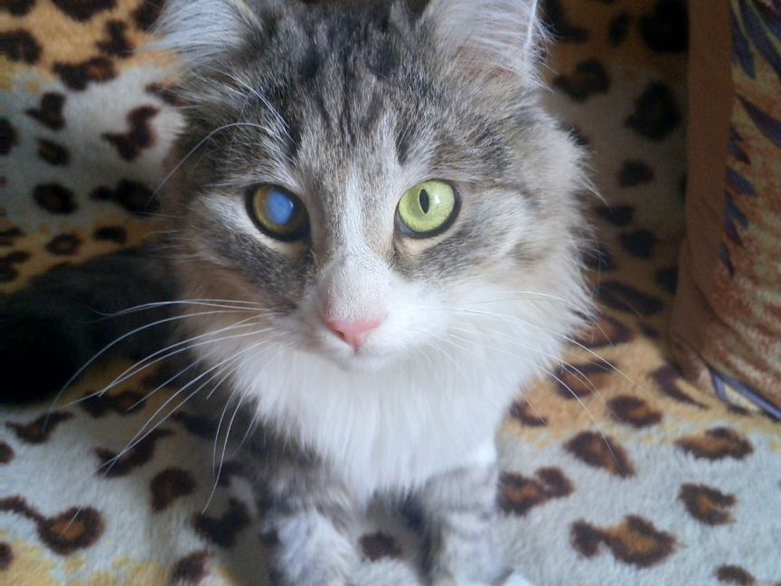 Кот