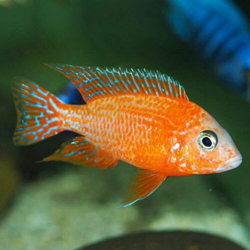 Аулонокара Земляничная