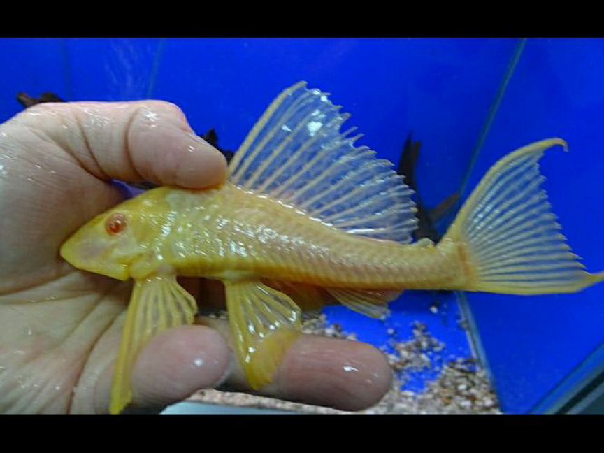 Сом альбинос парчëвый