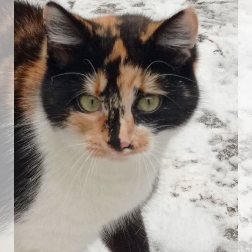 Взрослая, Девочка кошка в добрые руки