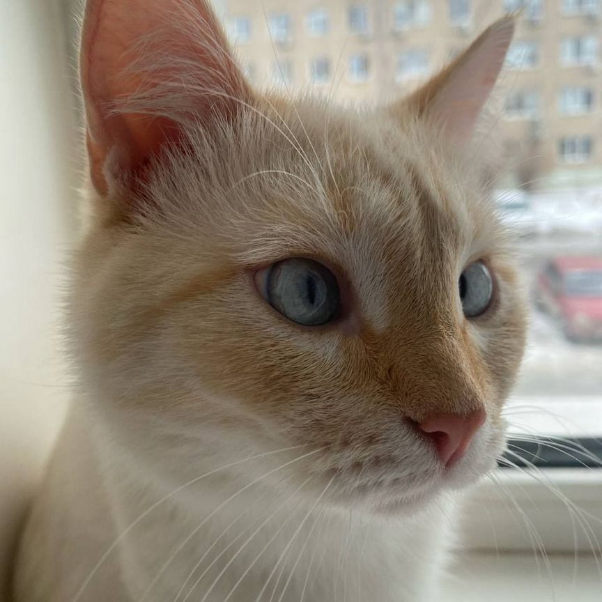 Потерялся кот