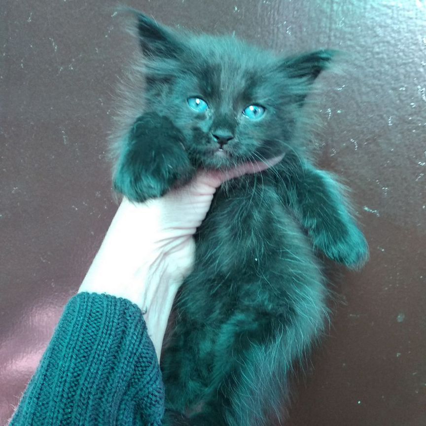 Котенок.Пушистый мальчик.1 мес.10 дн
