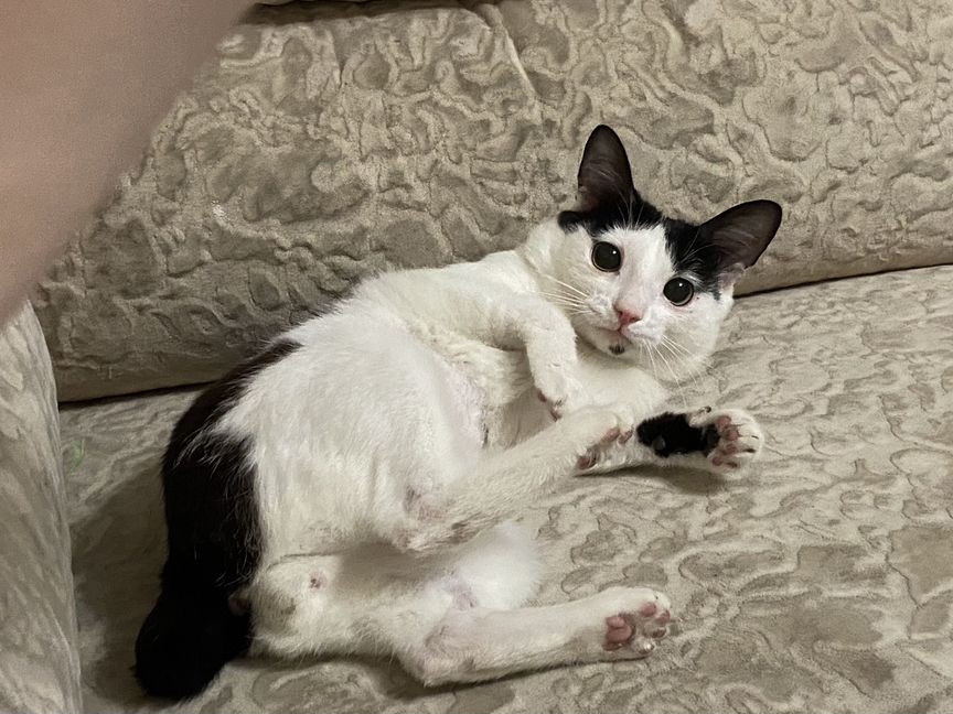 Котик в самые добрые руки