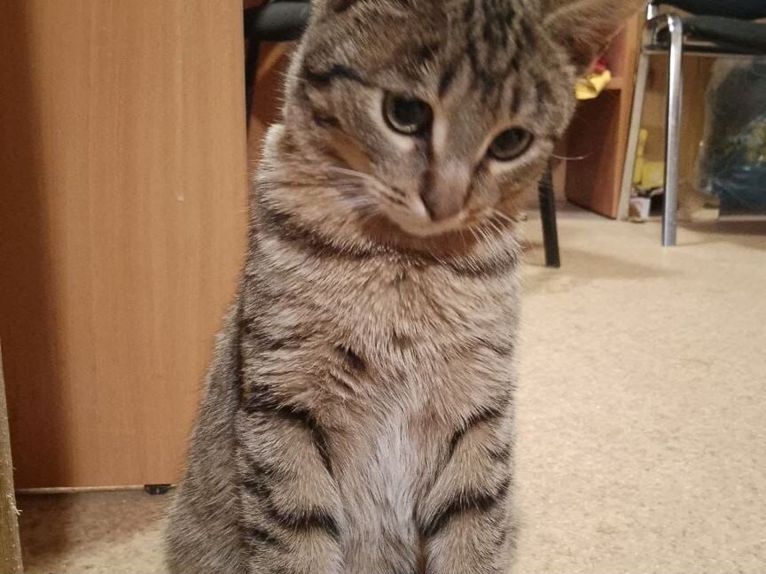 Котенок в добрые руки