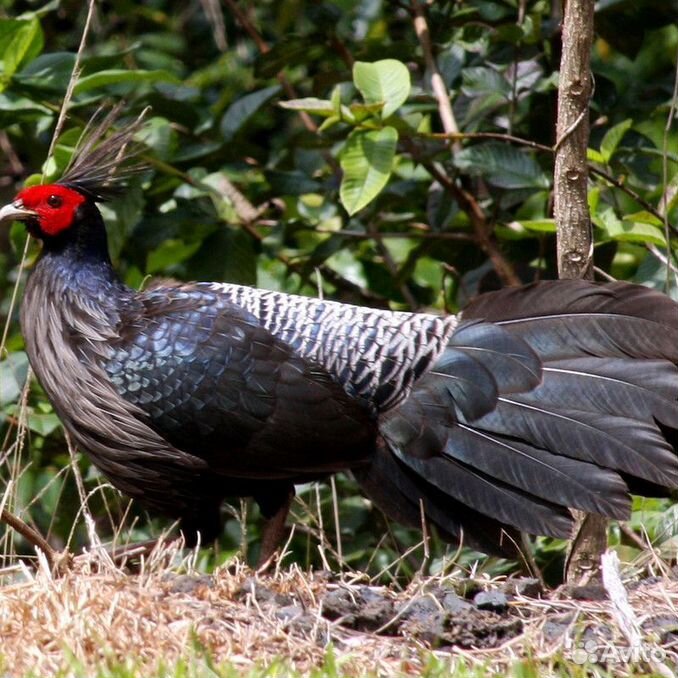 Непальский фазан