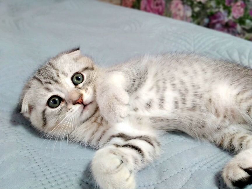 Шотландские котята
