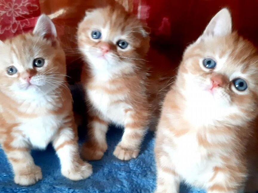 Шотландские котята