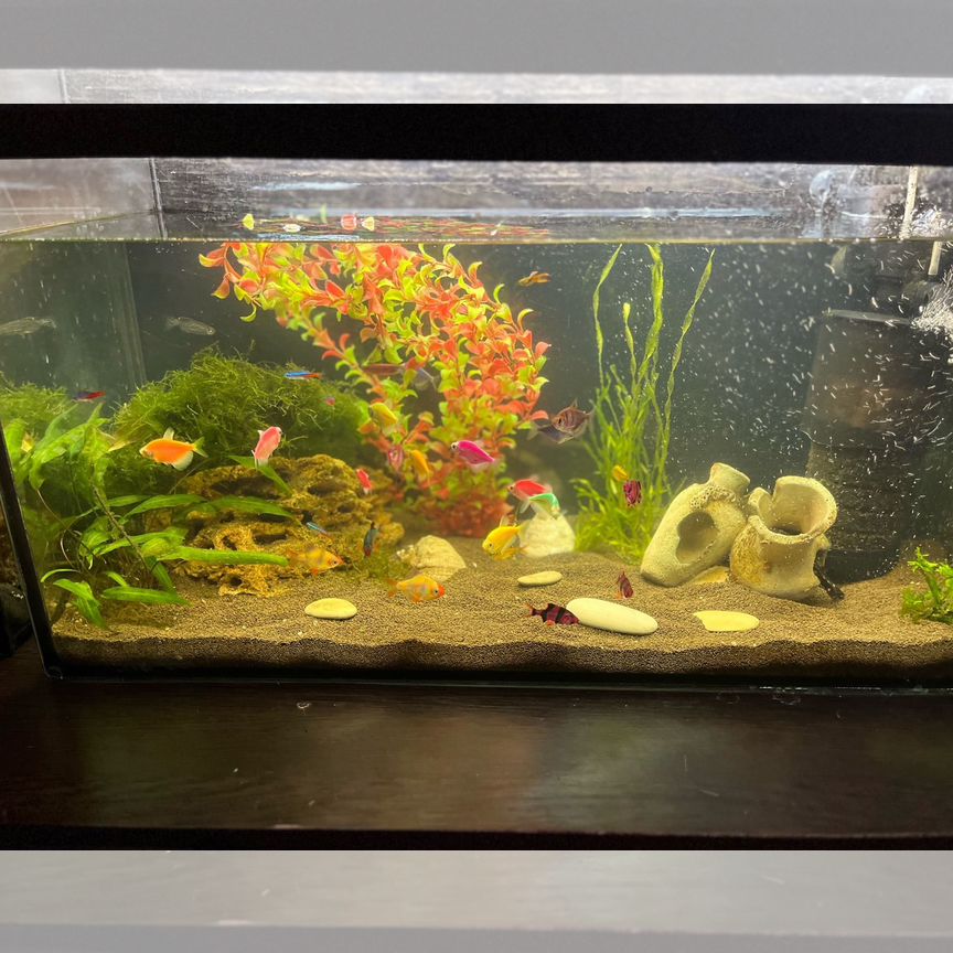 Аквариум с рыбками