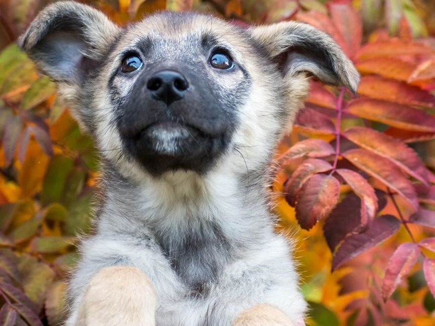 Булька хочет домой