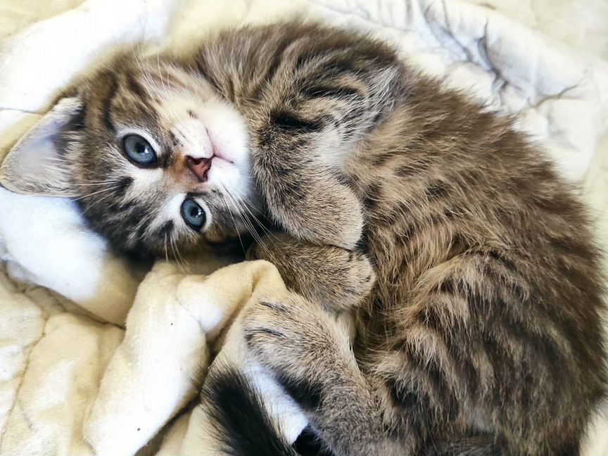 Котята в добрые руки бесплатно