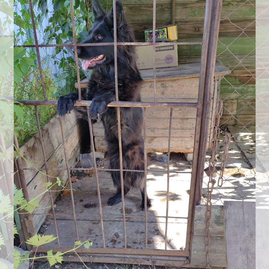 Черная немецкая овчарка в добрые руки