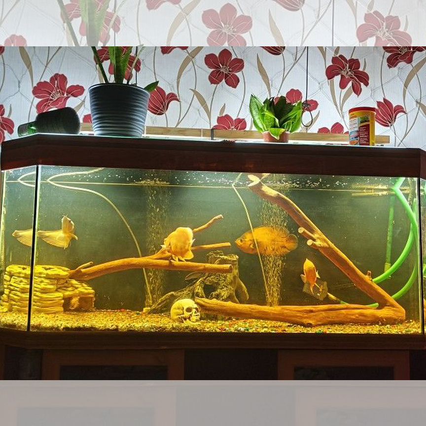 Астронотус