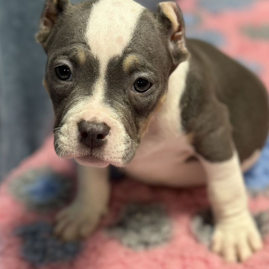 Девочка булли голубой триколор