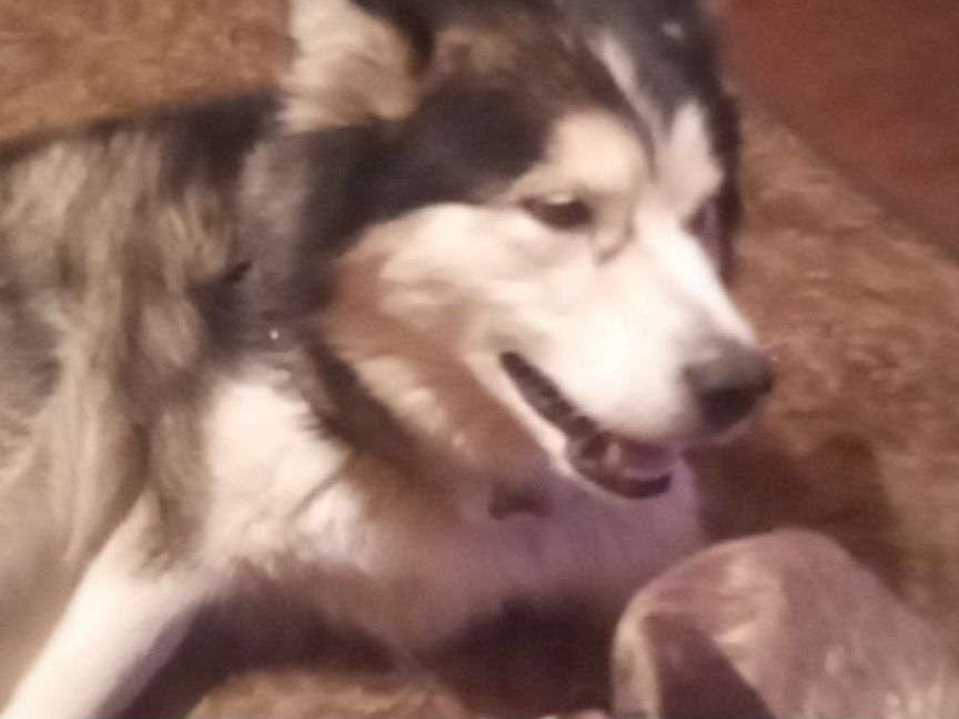 Аляскинский маламут