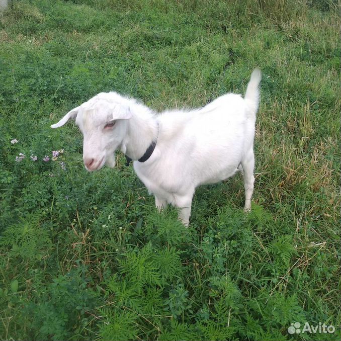 Козлята