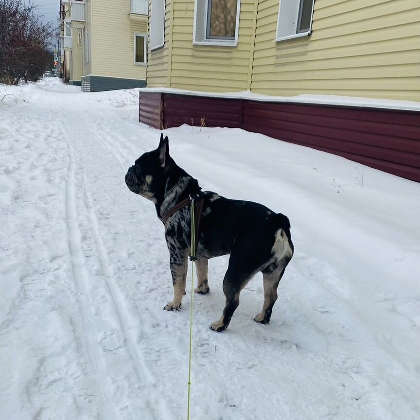 Вязка кабель Французский бульдог