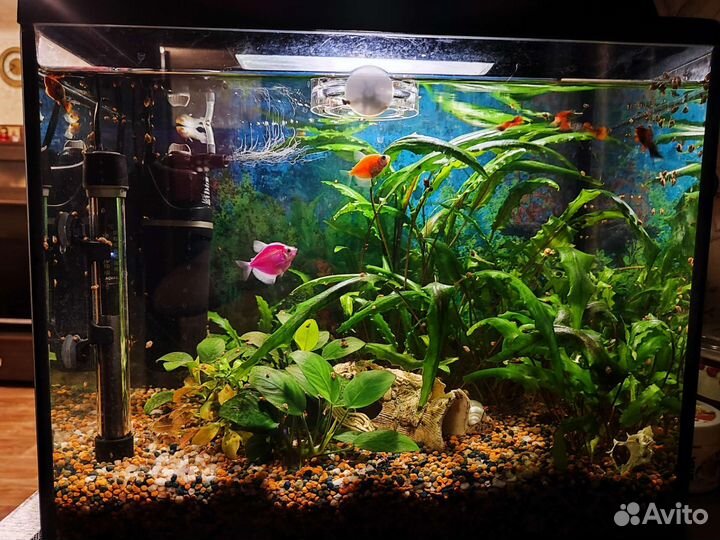 Аквариум со всем содержимым