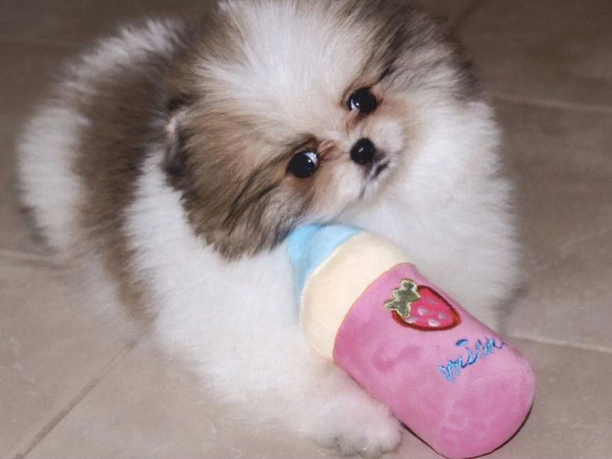 Малыши шпицульки мальчики девочки