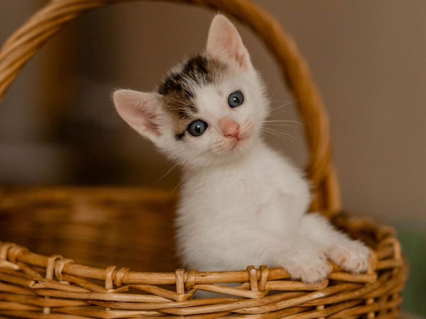 Невероятный милах котенок 1 мес