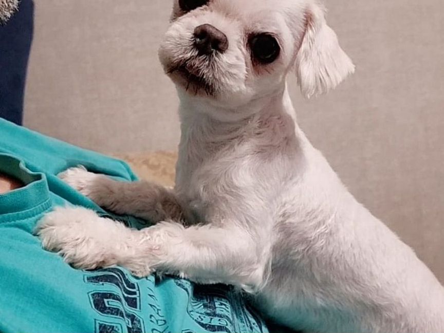 Мини мальчик мальтезе